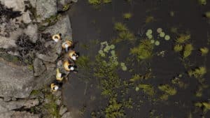 Henvey Inlet Wind - Pattern Energy