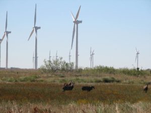 The Kenedy Ranch: A Part of South Texas History - Pattern Energy