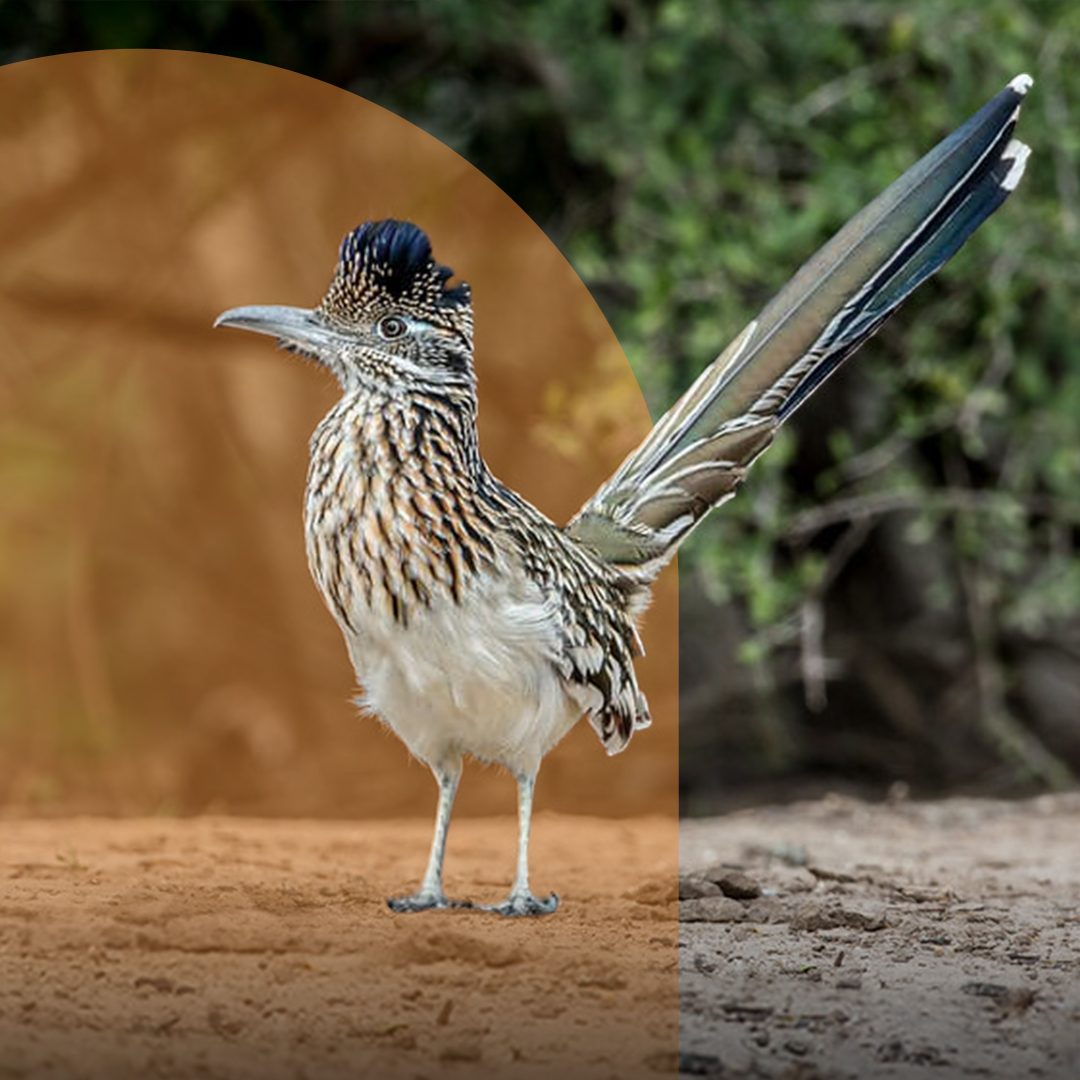 Roadrunners! - Pattern Energy