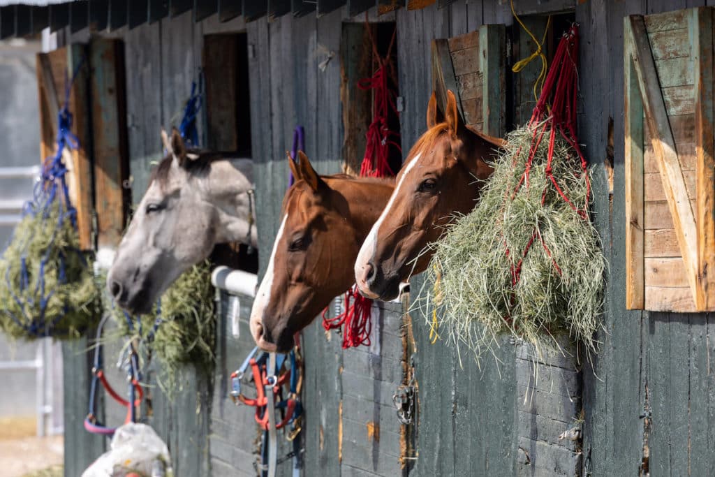 White Pine County Horse Races in Ely, Nevada - Pattern Energy