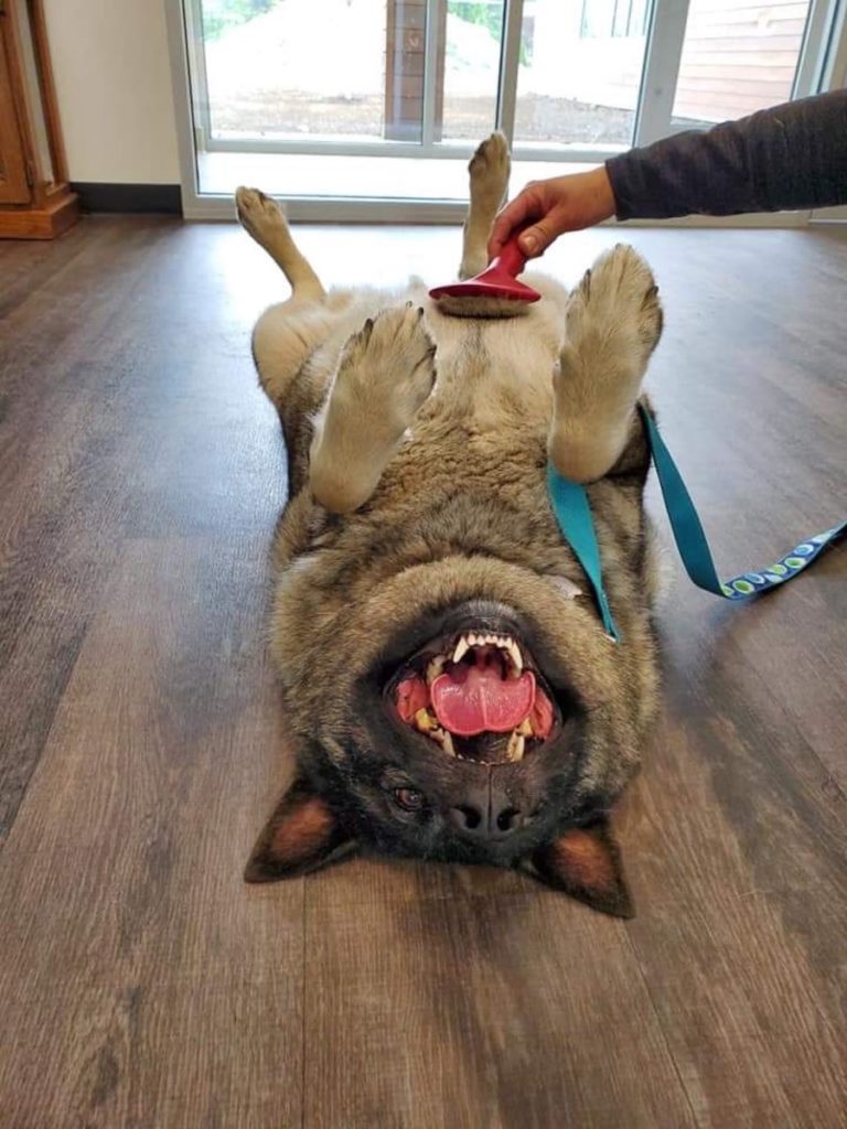 Going Above and Beyond at the Pet and Wildlife Rescue - Pattern Energy