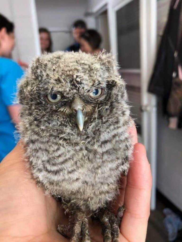 Going Above and Beyond at the Pet and Wildlife Rescue - Pattern Energy