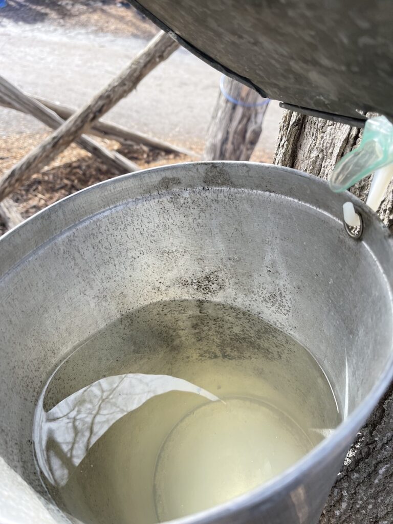 Boiling Down the Basics of Making Maple Syrup - Pattern Energy