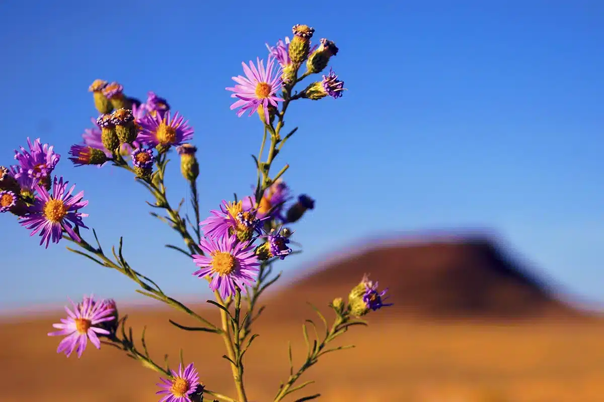 Pattern Receives Route Approval for SunZia Transmission Project ...