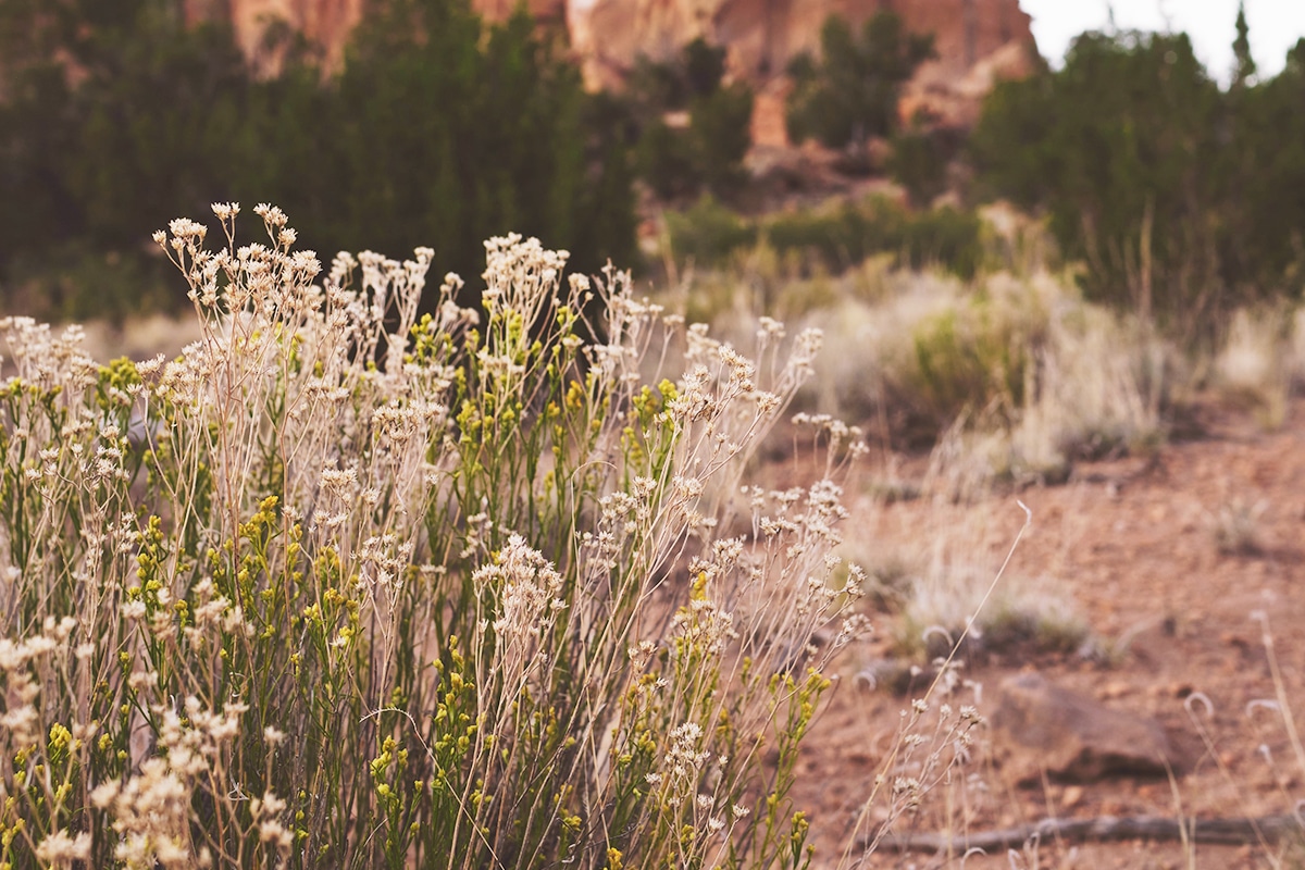 Pattern Energy Signs Power Purchase Agreements for Largest Wind Project ...