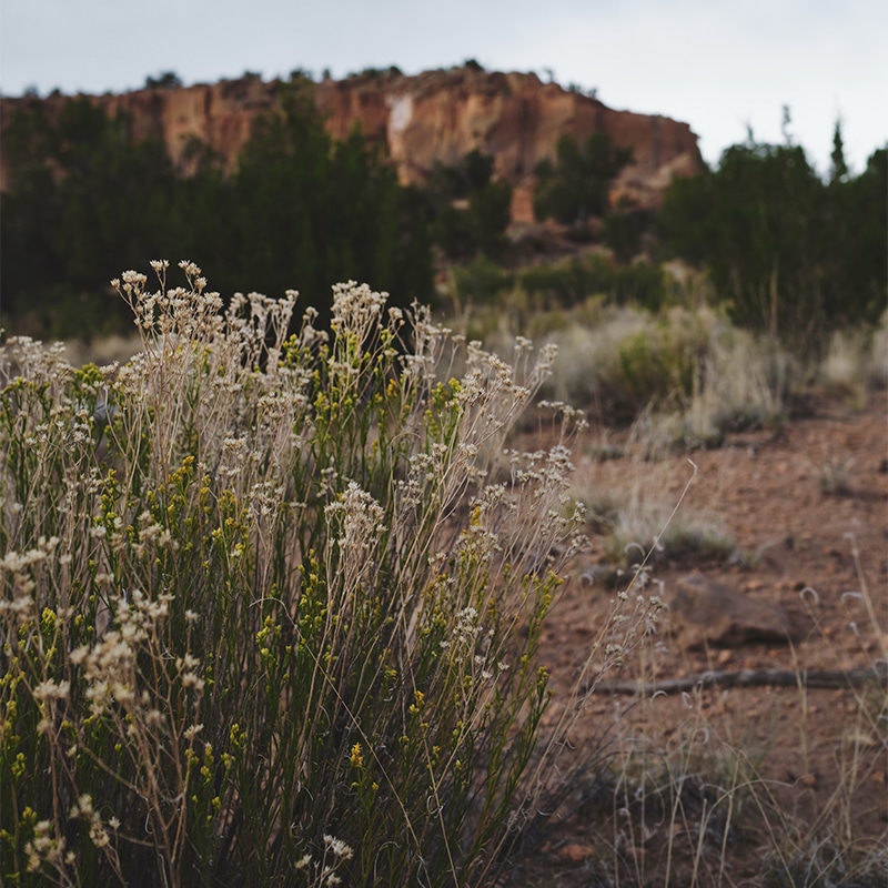 Supporting Wildlife Rescue, Inc. of New Mexico - Pattern Energy